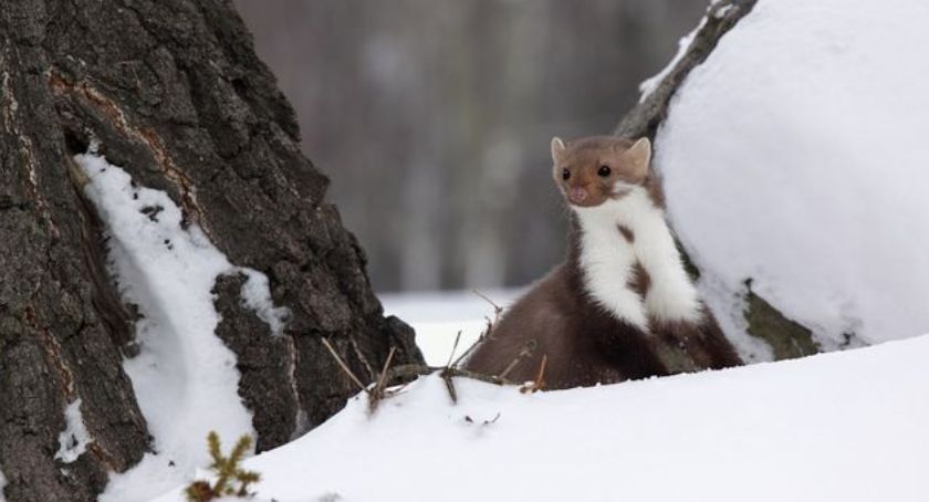 Kuna domowa – Koło Łowieckie nr 22