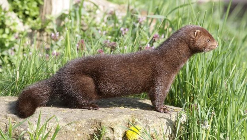 Norka amerykańska – Koło Łowieckie nr 22