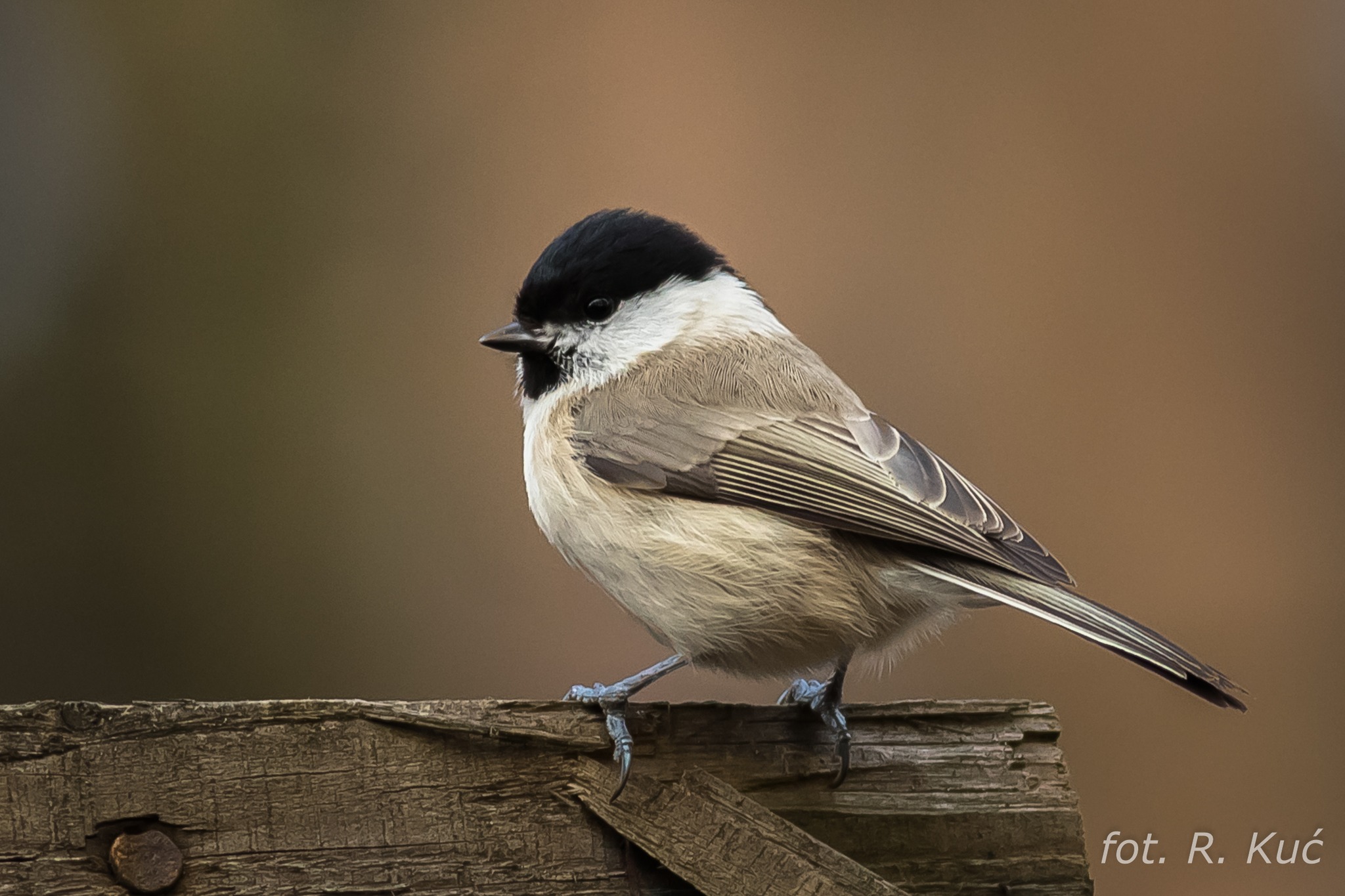 Galeria Kolegi Romana 1 – Koło Łowieckie nr 22